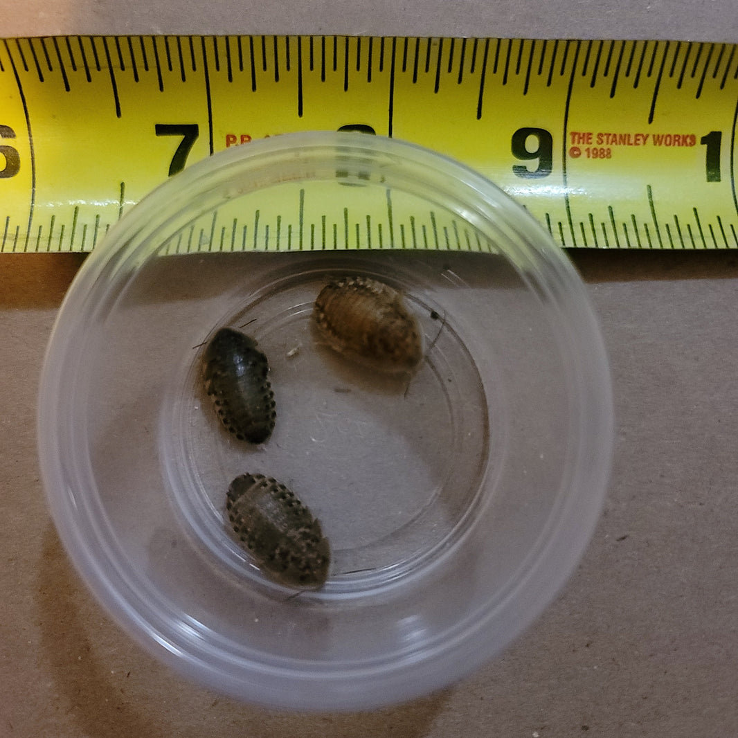 Dubia Roaches – Majik Bug Barn